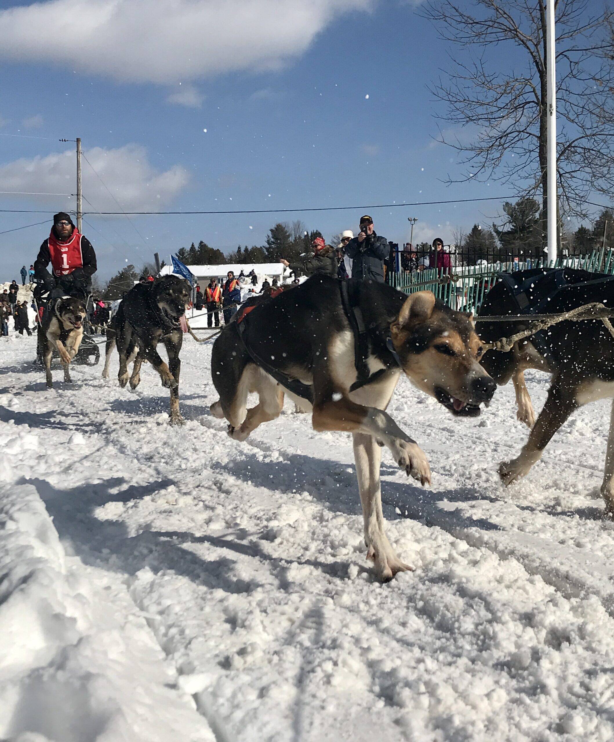 Les courses de chiens de traîneau internationales de Maniwaki ...
