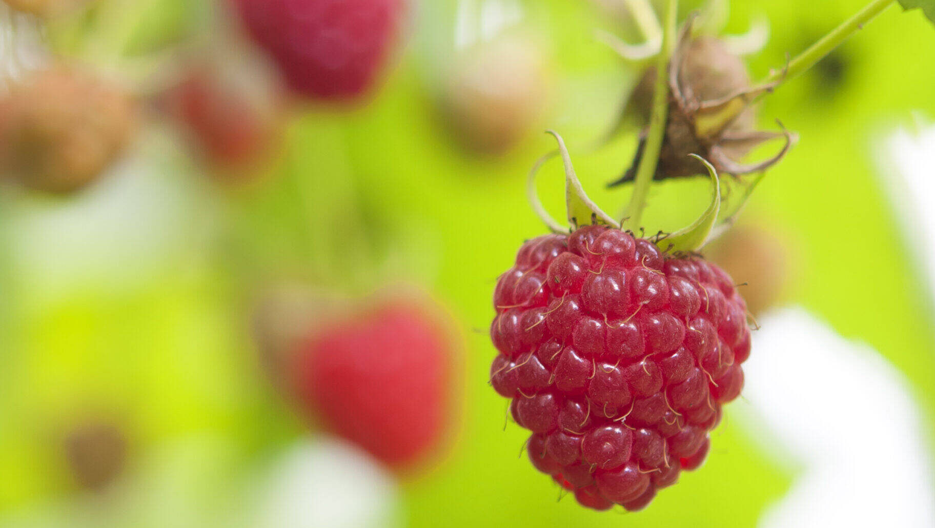 Un projet de culture de petits fruits en branle dans la région | CHGA