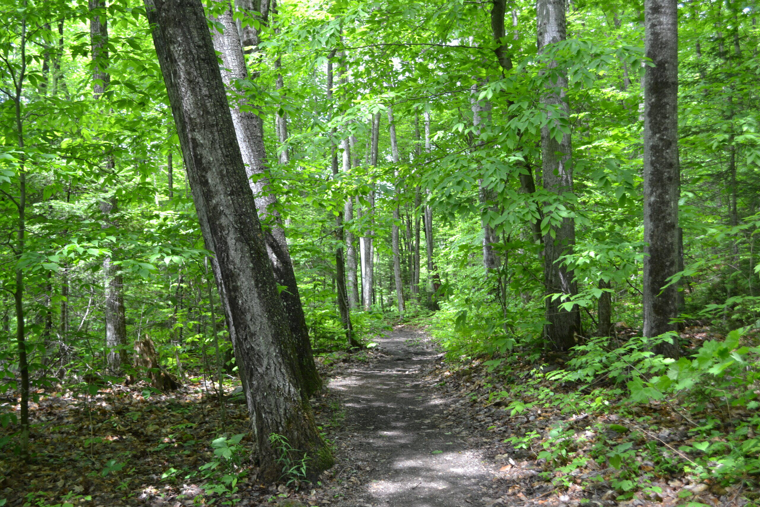 De nouveaux sentiers pédestres verront le jour à Gracefield | CHGA