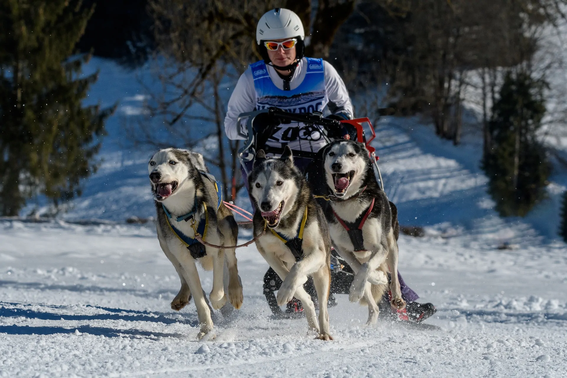 La deuxième édition de la Course de chiens de traîneaux internationale ...